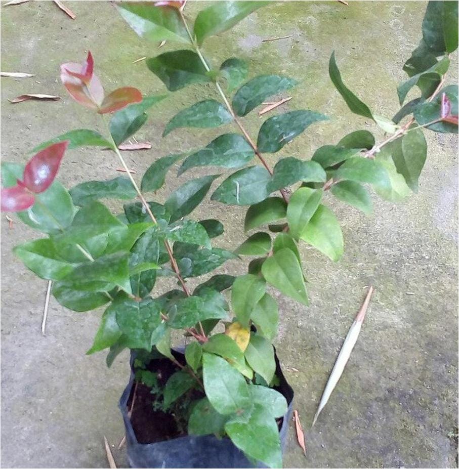Bibit Dewandaru Pohon Tanaman Buah Dewa Daru Cermai Merah Super Unggul ...