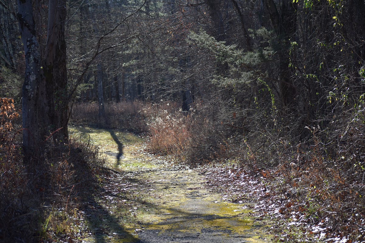 My December Walk in The Woods. Walking on the winter trail is scary ...