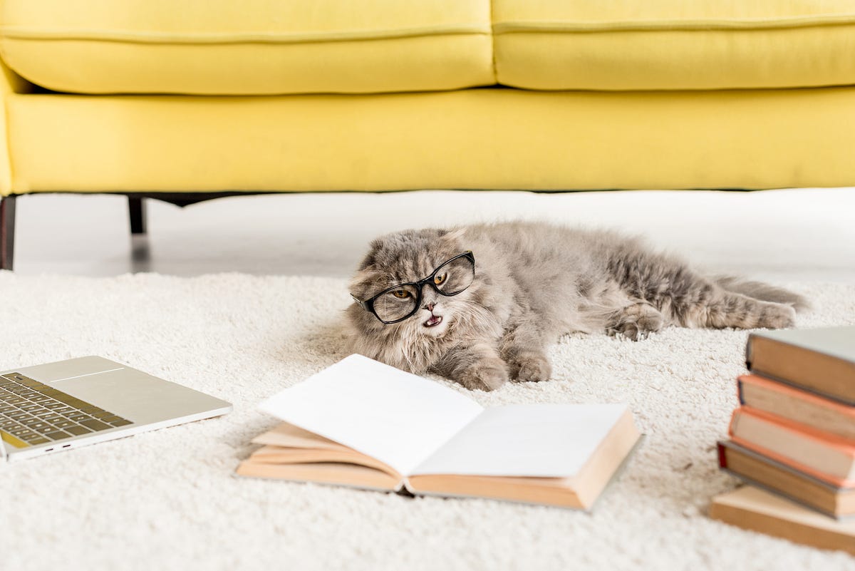 Humor is Inherently Feline, Humans are Only Funny When They’re ...