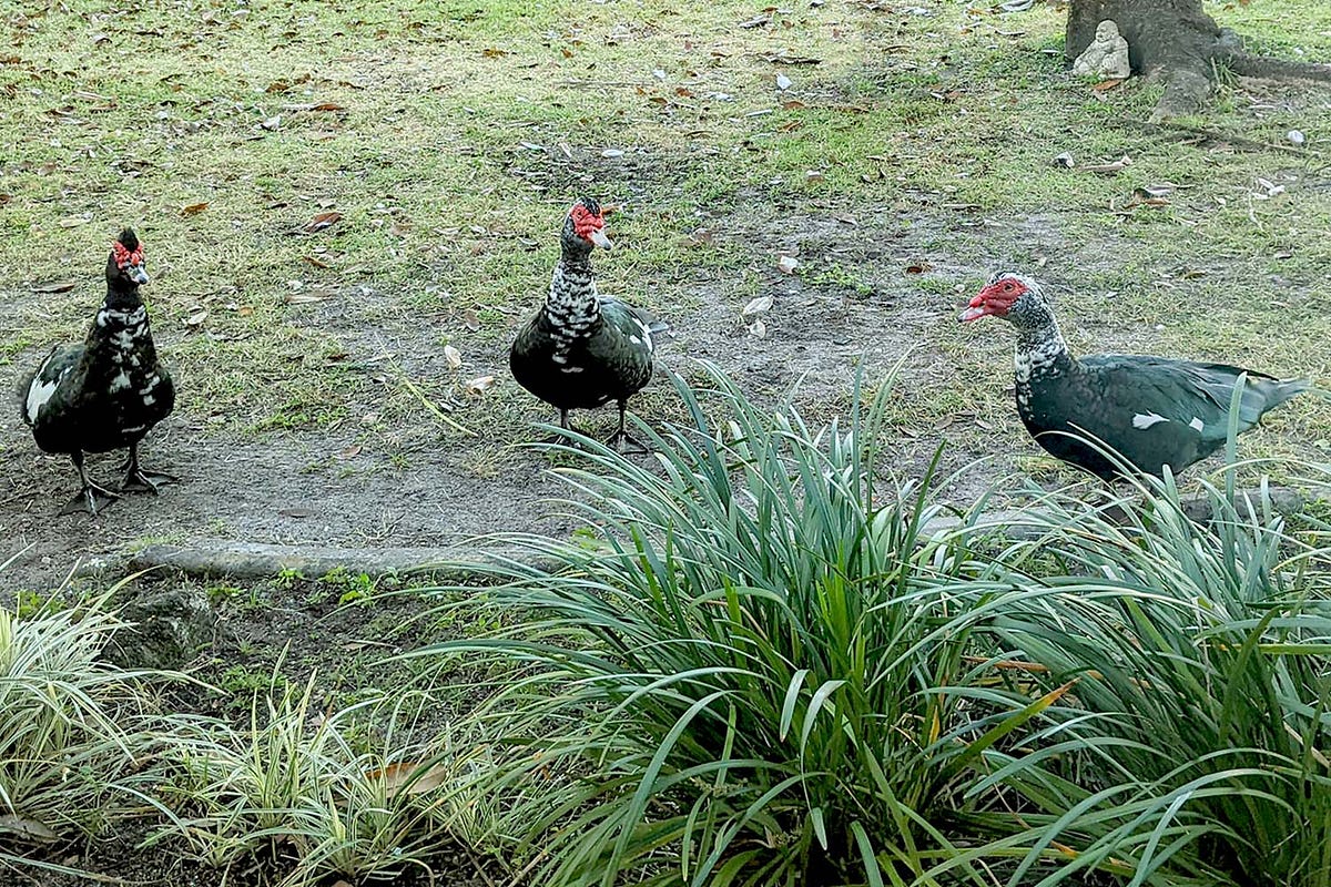 Three ducks and a fortune cookie. | Medium