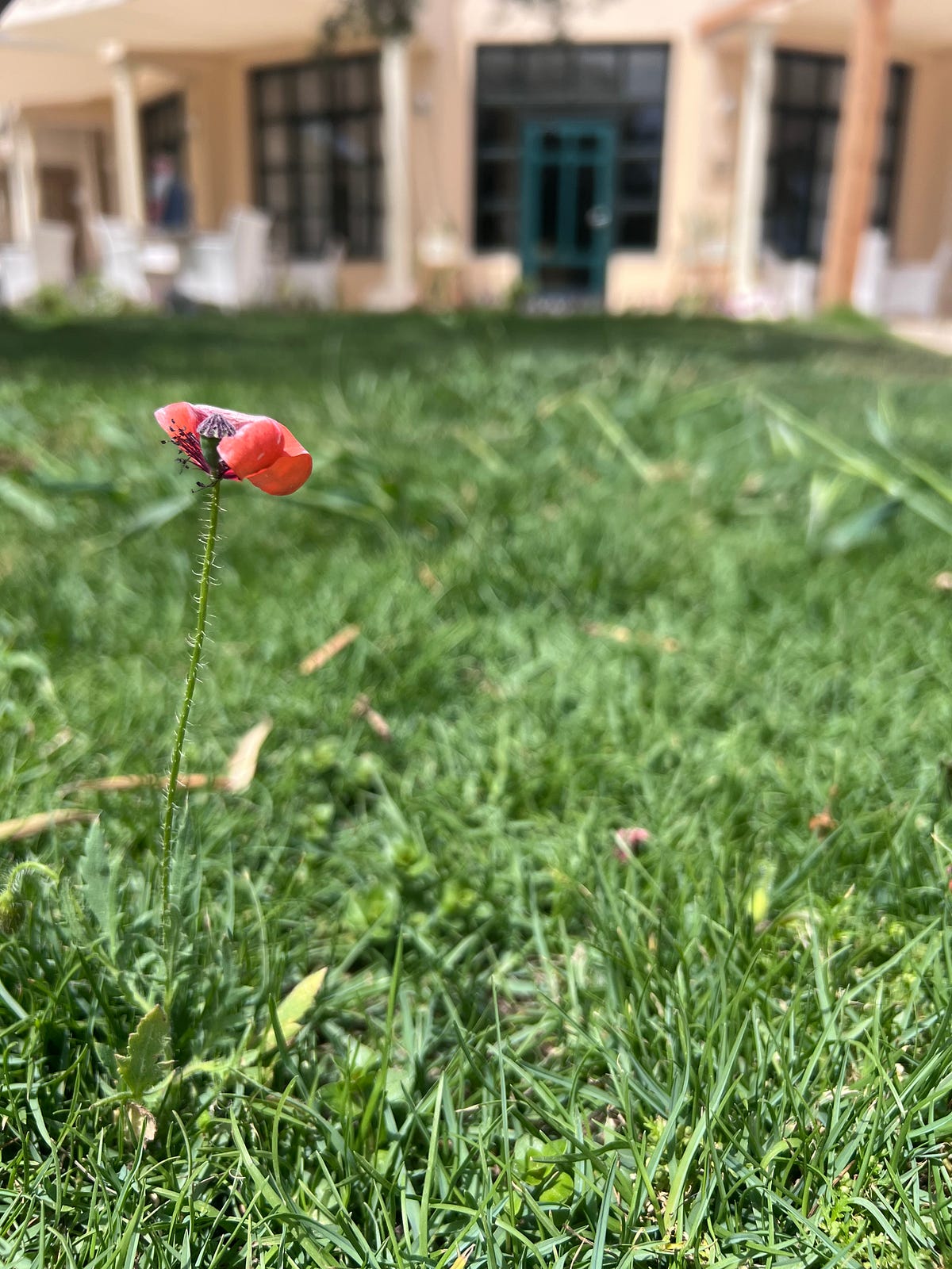 The Poppy and the writer. Is the writer in you overthinking… | by ...