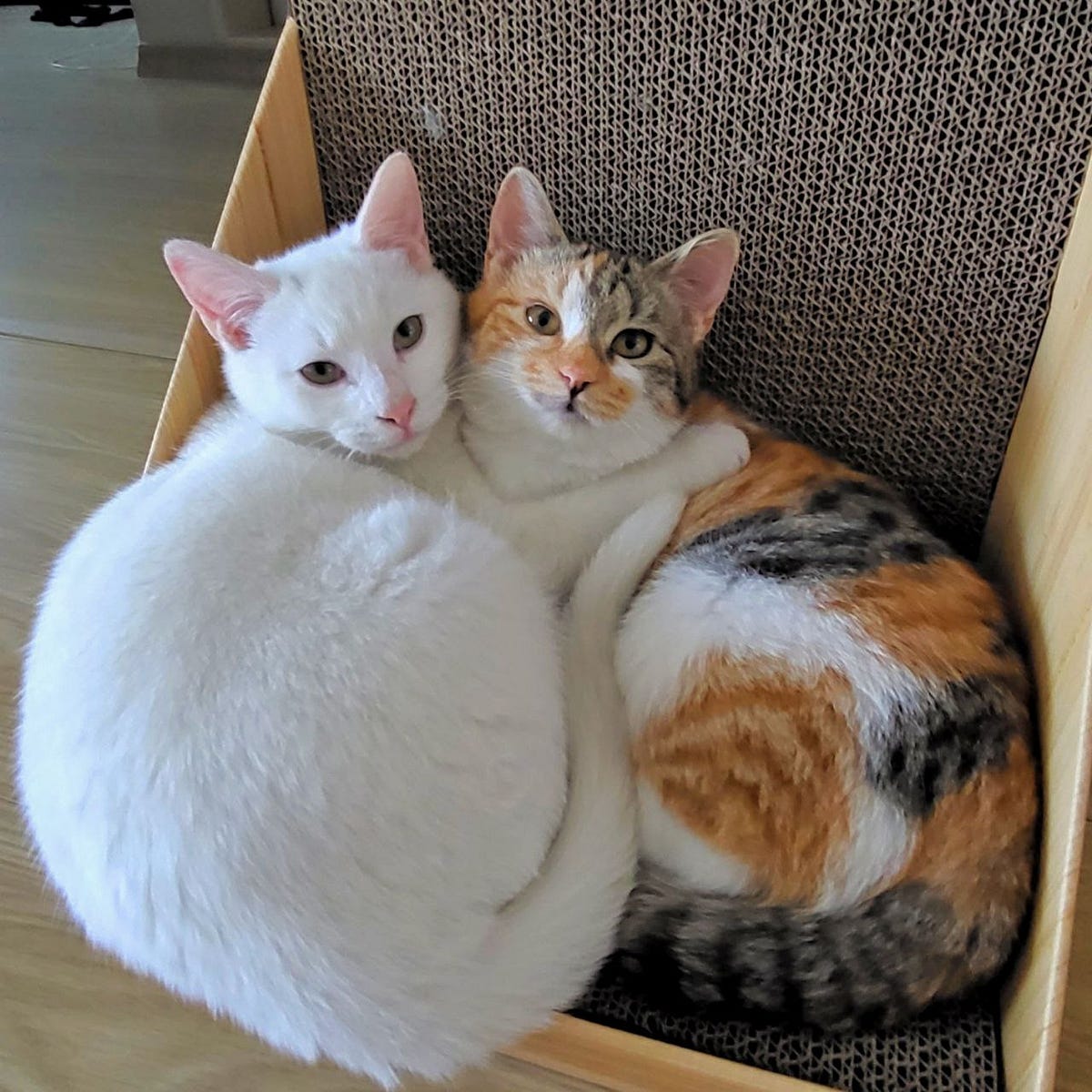I brought home two foster cats, and they teach me so much. | by Ridia ...