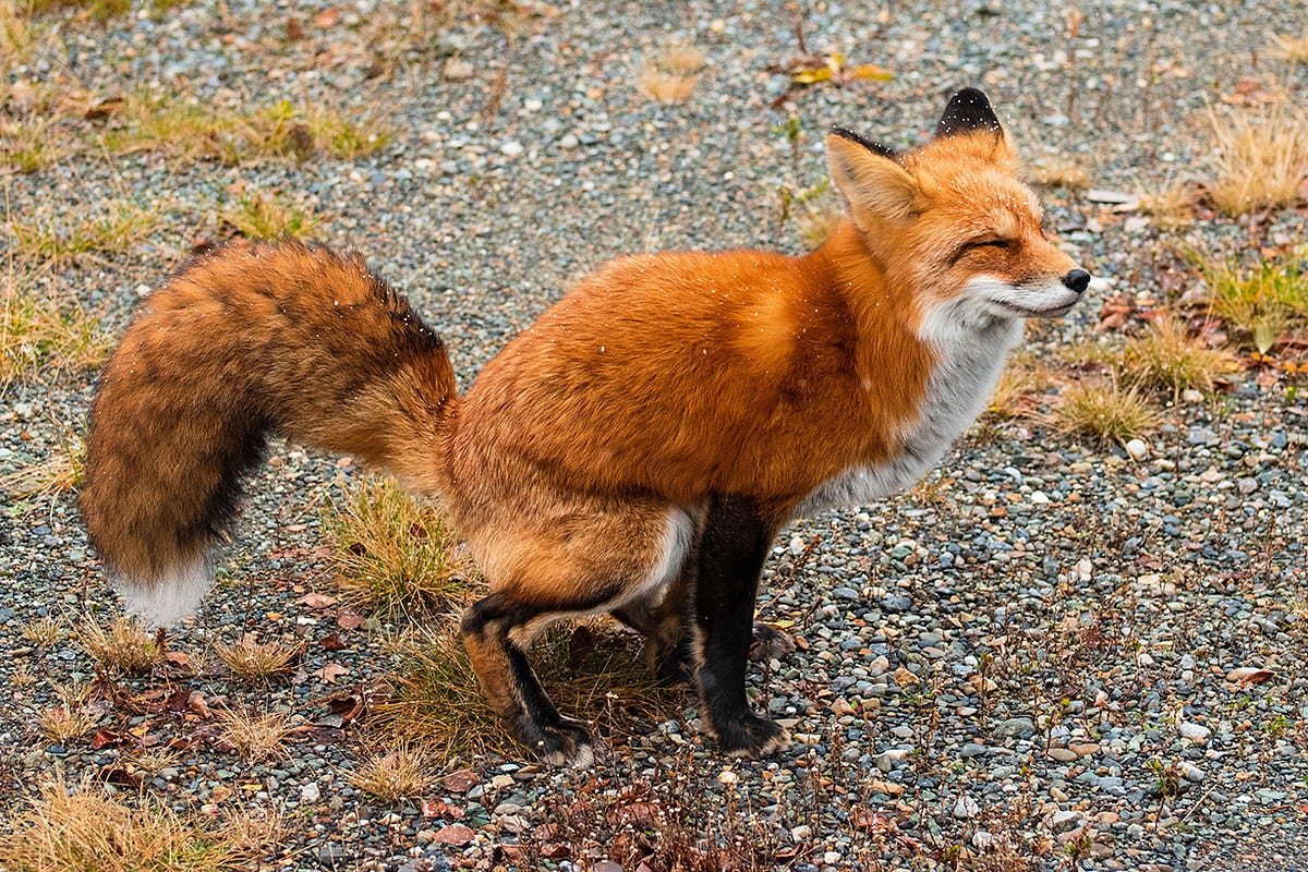 The Beauty of Encountering Wildlife | by Aleksa Georg | Creatures | Medium