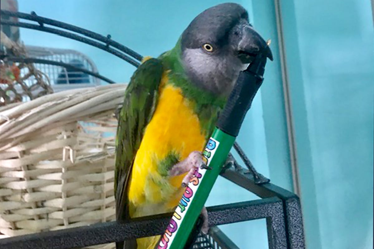 Why your parrot thinks your phone is a toy. | Medium