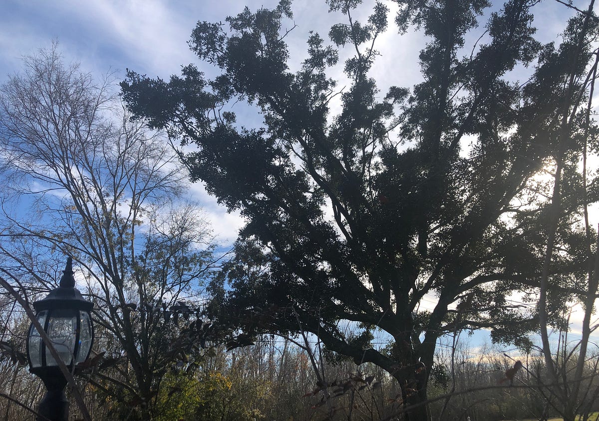 Forever Under the Magnolia Tree. To my late grandmother | by Elizabeth Romy | Jan, 2024 | Medium