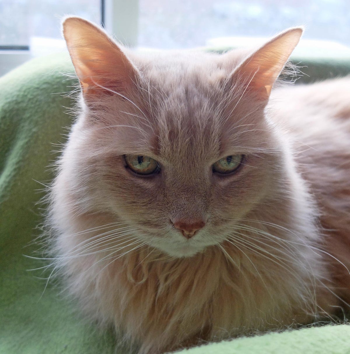 Caturday — Taffy is Thinking - Catness - Medium