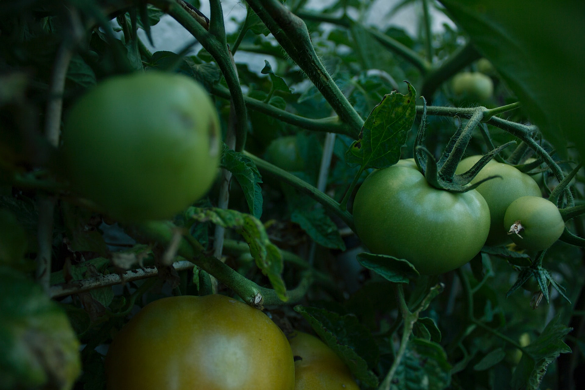 The Psychology of Eating Imperfect Produce | by J Krumrine, PhD | Age ...