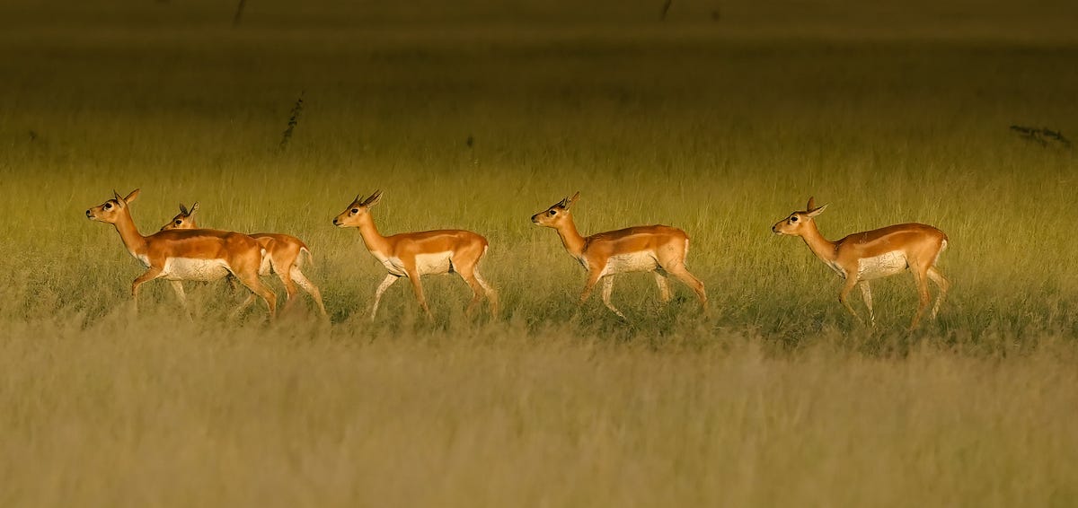 How Much Wind Is Too Much For Deer Hunting In 2023 By Baramdat Online How Much Wind Is Too Much For Deer Hunting In 2023 By Baramdat Online