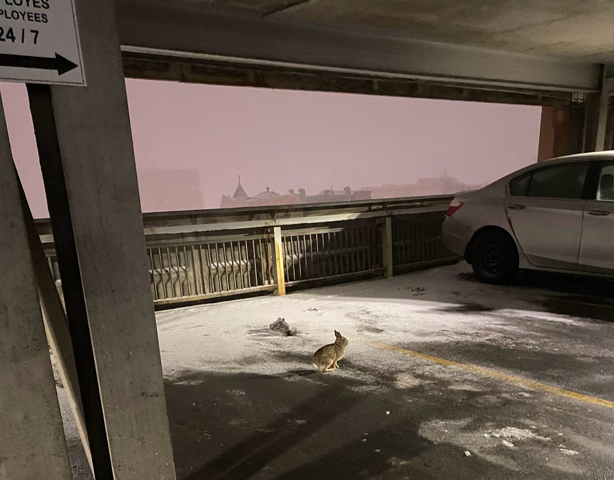 ‘Somebunny’ Must Be Cold. Unexpected late-night company | by Barb ...