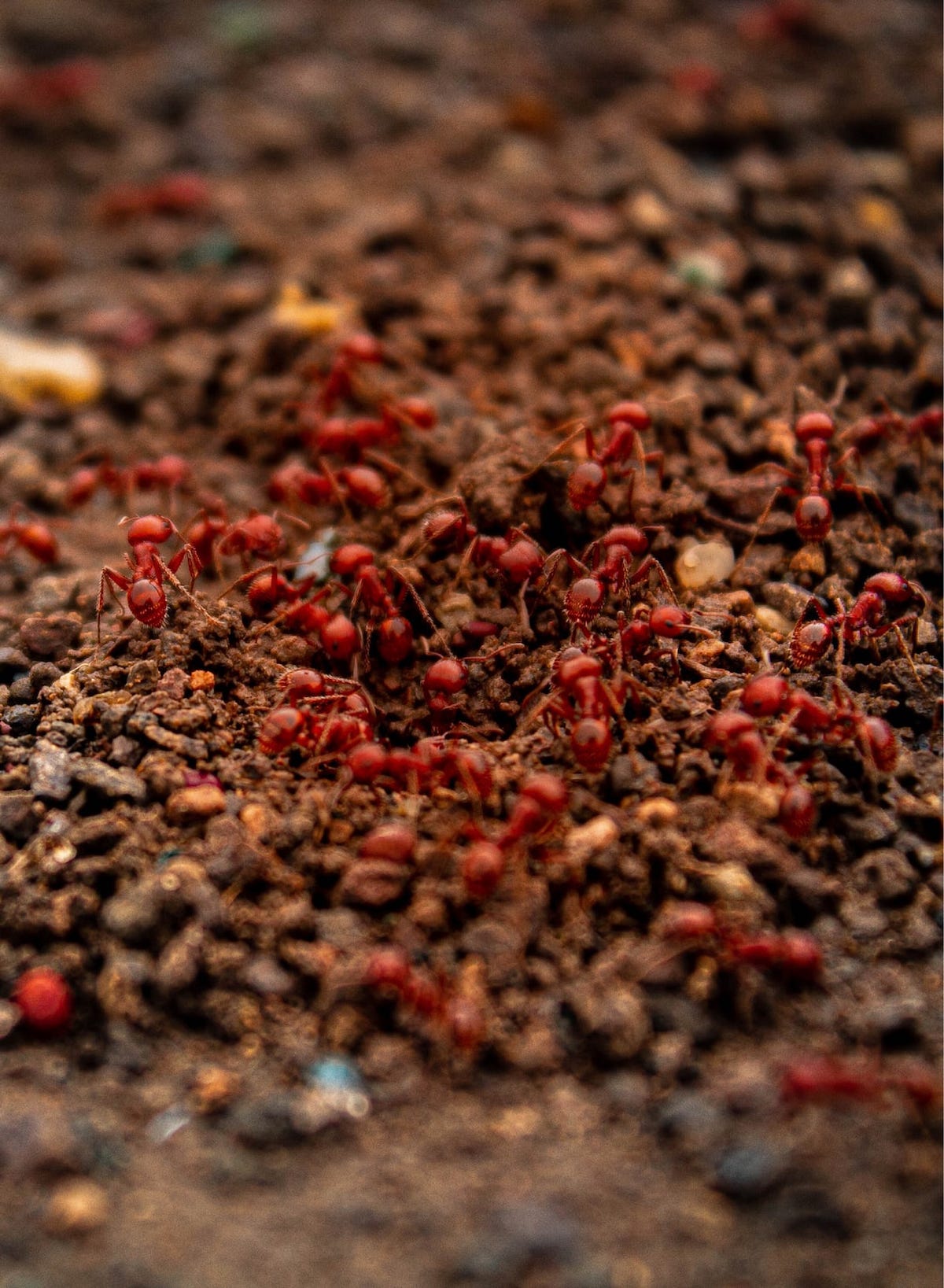 The Anthill (An Early Childhood Memory) | by William King | Medium
