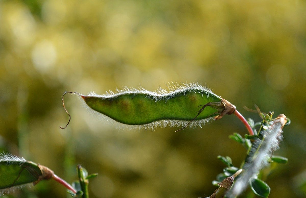 Two seeds in the same pod. Confidence and humility are like two… | by ...