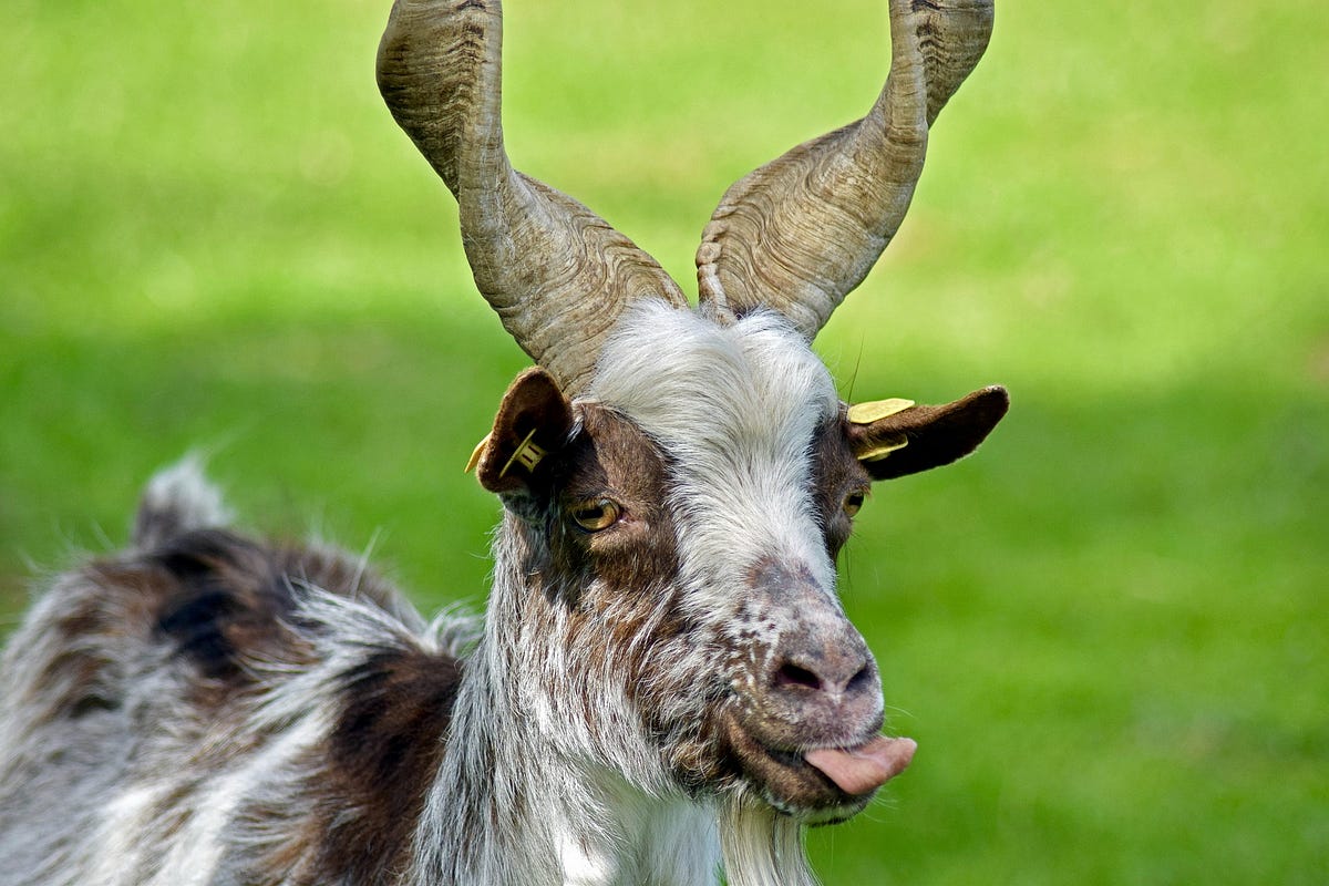 4 Horned Goat Satan