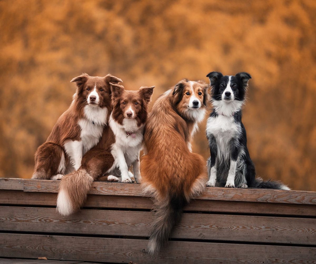 Why Dogs Are Better Than Babies. and children? | by Shelley Wenger ...