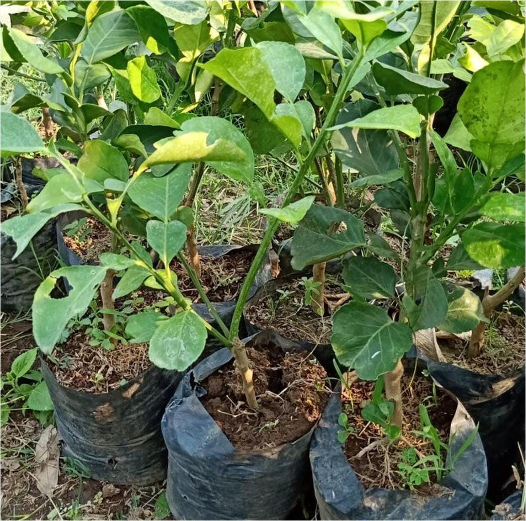 Bibit Jeruk Red Pamelo Asli Badung Terunggul | by faresta bibit | Medium