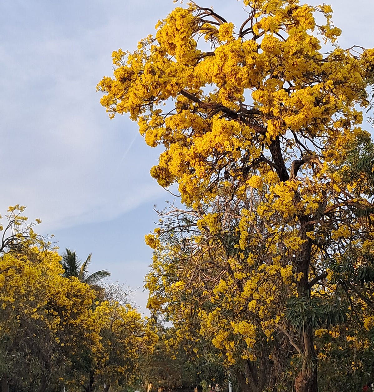 Beauty of Jacaranda Flowers. Jacaranda flowers make summer… | by ...
