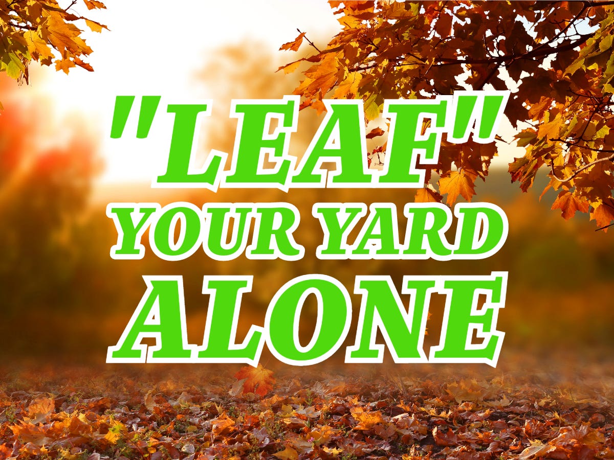 Why Experts Say “Don’t Rake Your Lawn This Fall” | by Morristown Minute ...