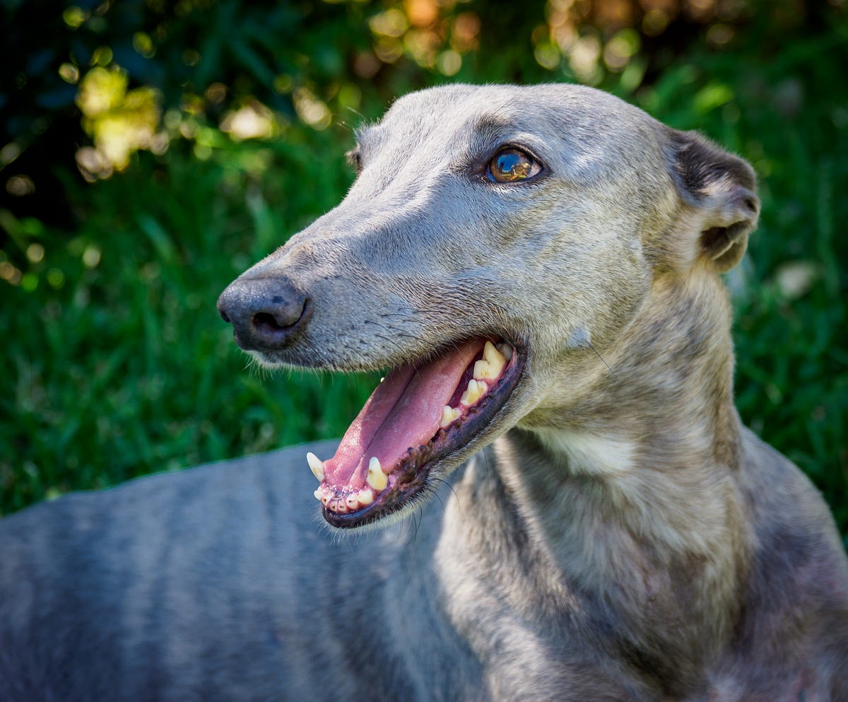 Would you throw a dog from a moving car? | by Tim Lavers | Medium