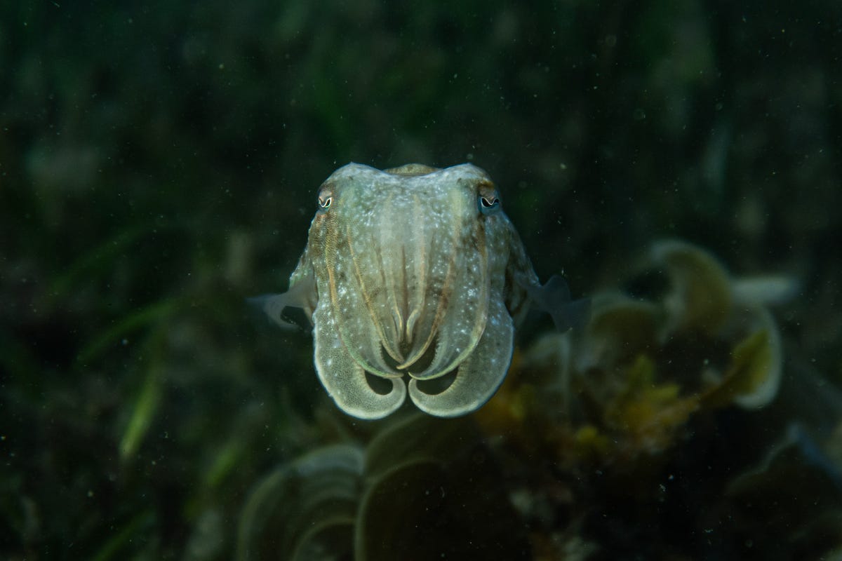 I am the Cuttlefish of Storytelling — and Other Crappy Reasons to Avoid ...