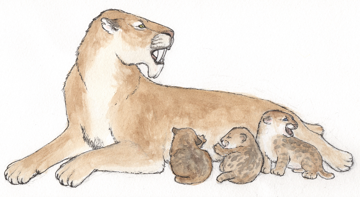 Barbourofelis: All-Star Mother of the Miocene | by Joelle Marlin | Medium
