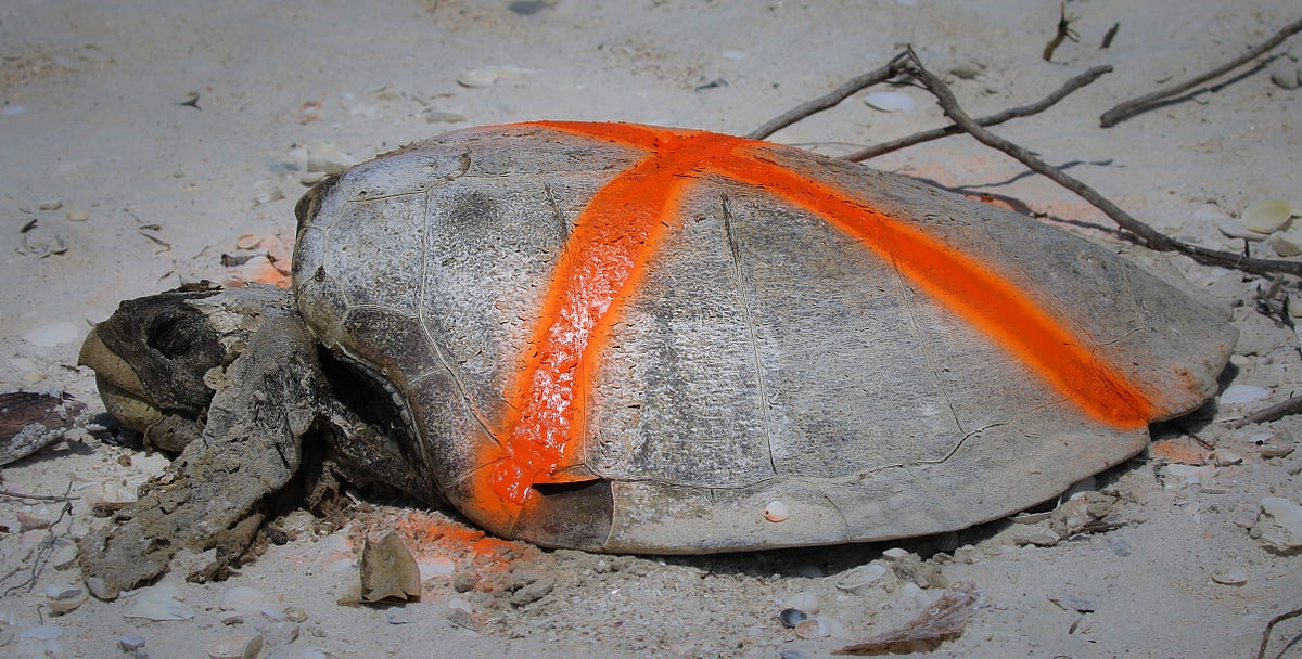 Animal Impact: How red tide affects marine life | by Conservancy of ...