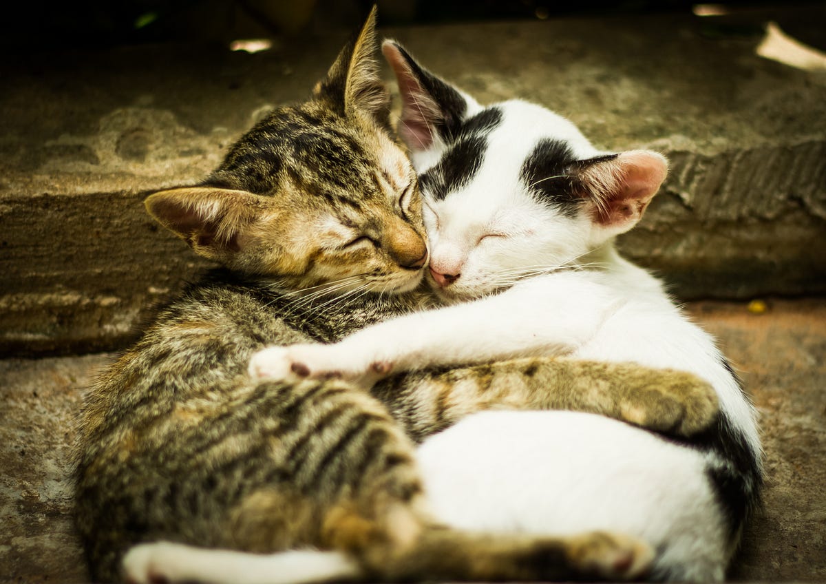 An introduction to Pheromonatherapy | by Feliway | Chilled Cat | Medium