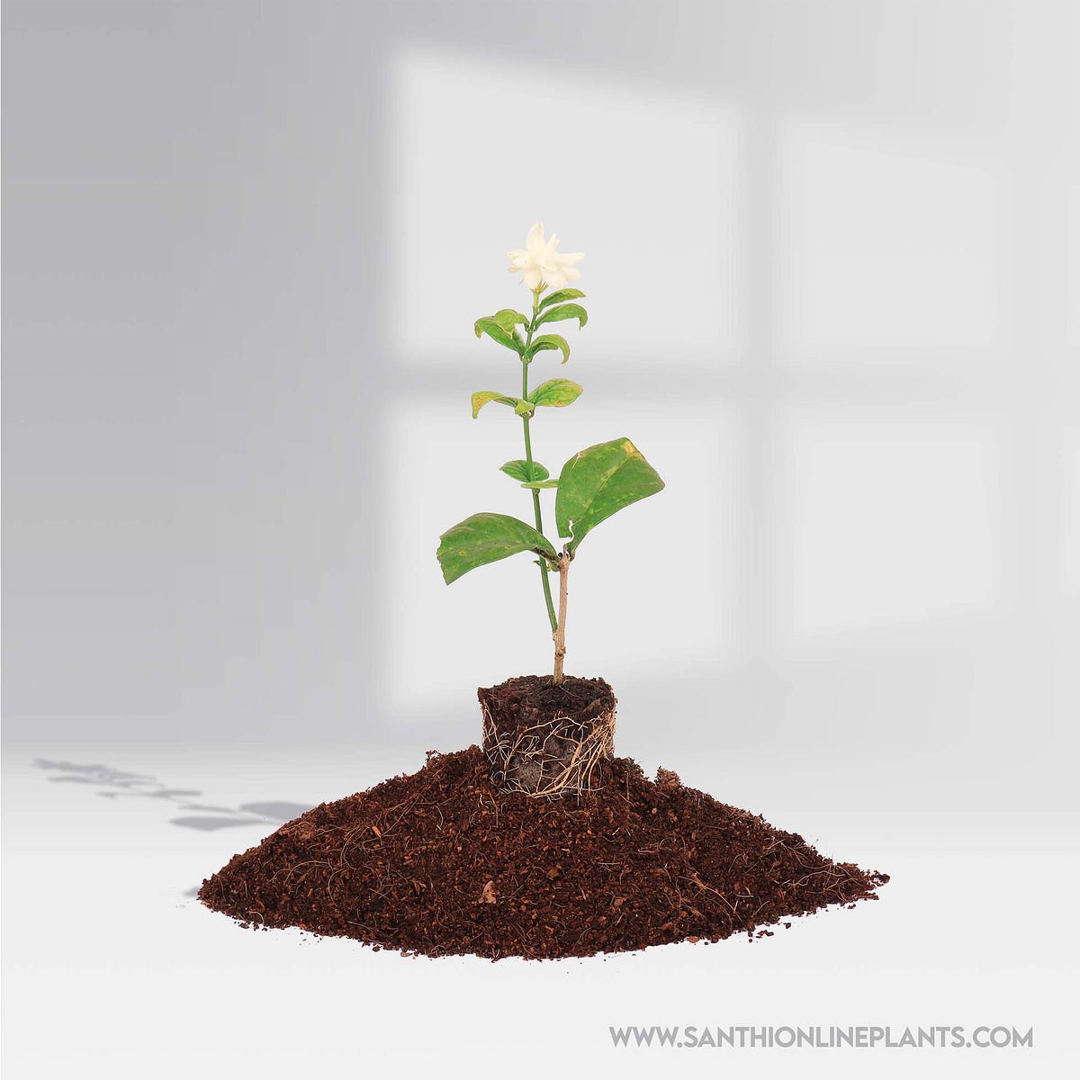 Royal jasmine plant-Getti malli - santhi santhi - Medium