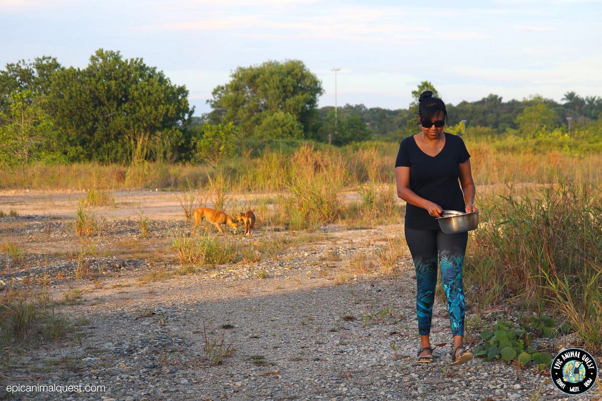 Local Feeders Making A Huge Difference In Their Community | by Lee Fox ...