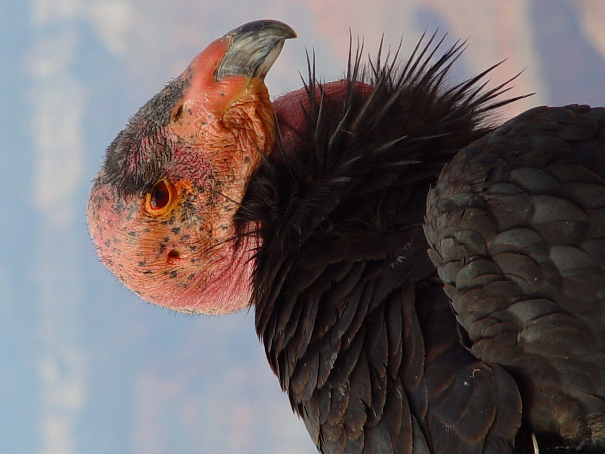 California. O California | by Keith Brooks | Haiku Hub | Medium