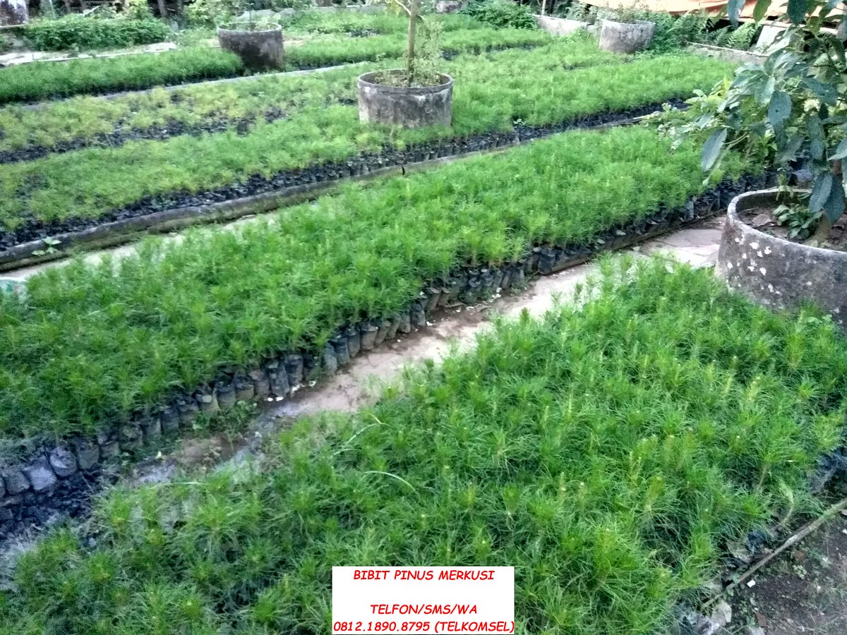 0812.1890.8795, Daftar Harga Bibit Pohon Pinus Merkusii Siap Tanam ...