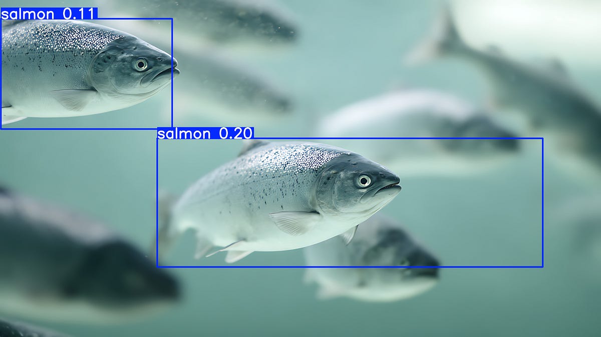 Training a YOLO model to detect salmon and their swimming patterns | by ...