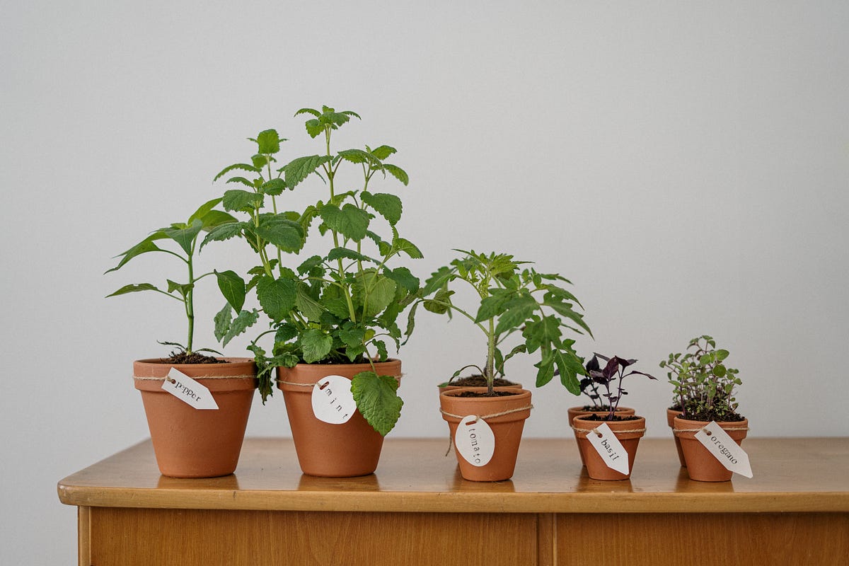 “Plants Read Your Mind.” — This Was How A CIA Interrogator Proved It ...
