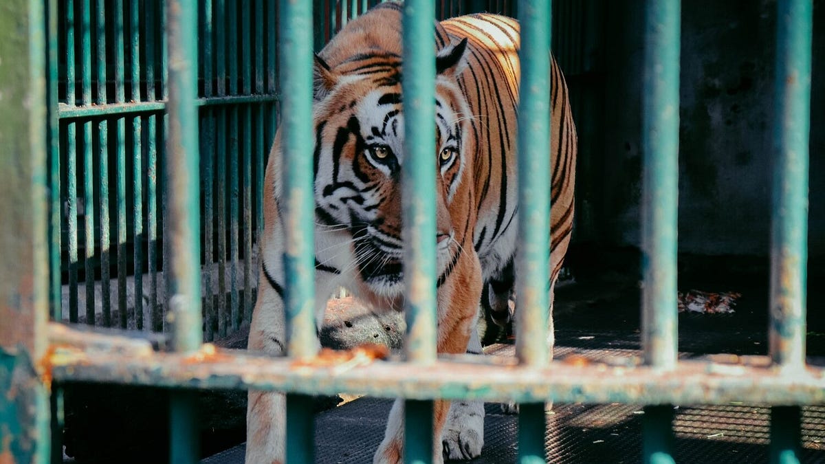 Cage - Zen Poetry - Medium