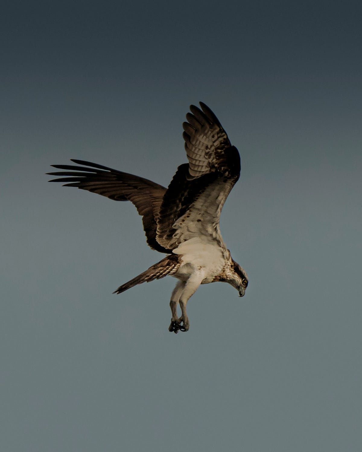 Osprey. Poem | by Daniel’s Poems | Weeds & Wildflowers | May, 2024 | Medium