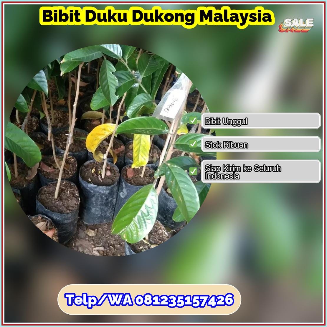 Pusat Pembibitan Bibit Duku Dukong Malaysia Mamberamo Tengah | by ...