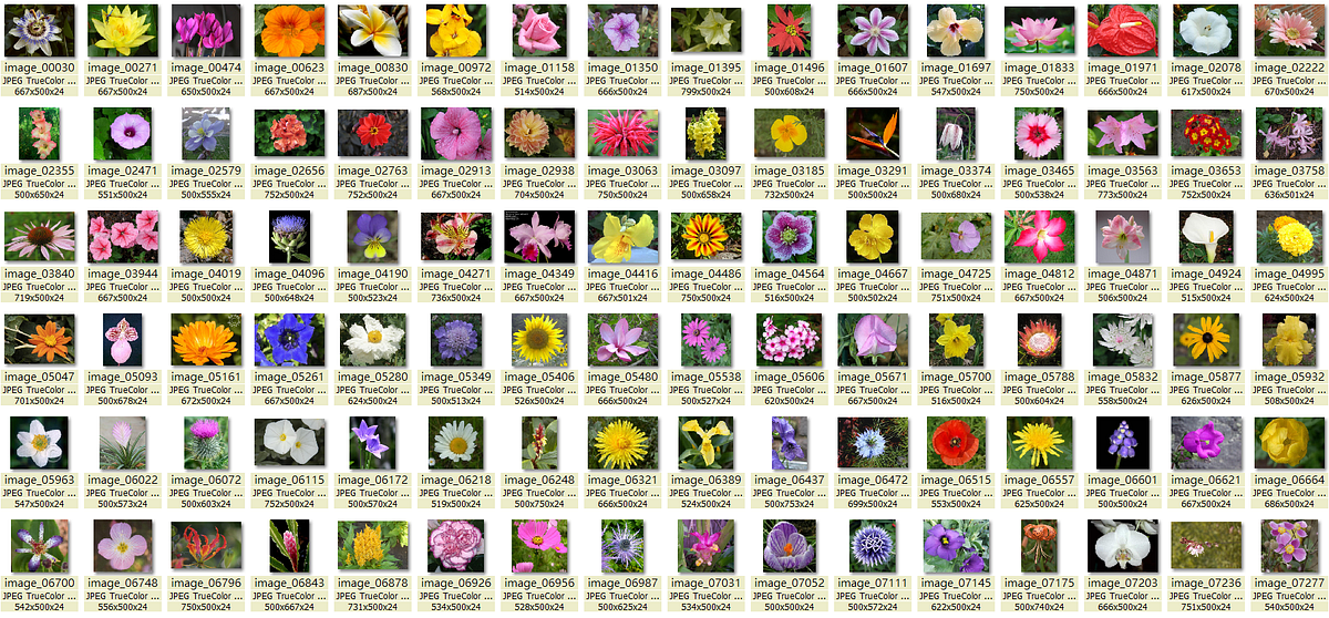 Image Classification — Flower102. * | by shihyung | Medium