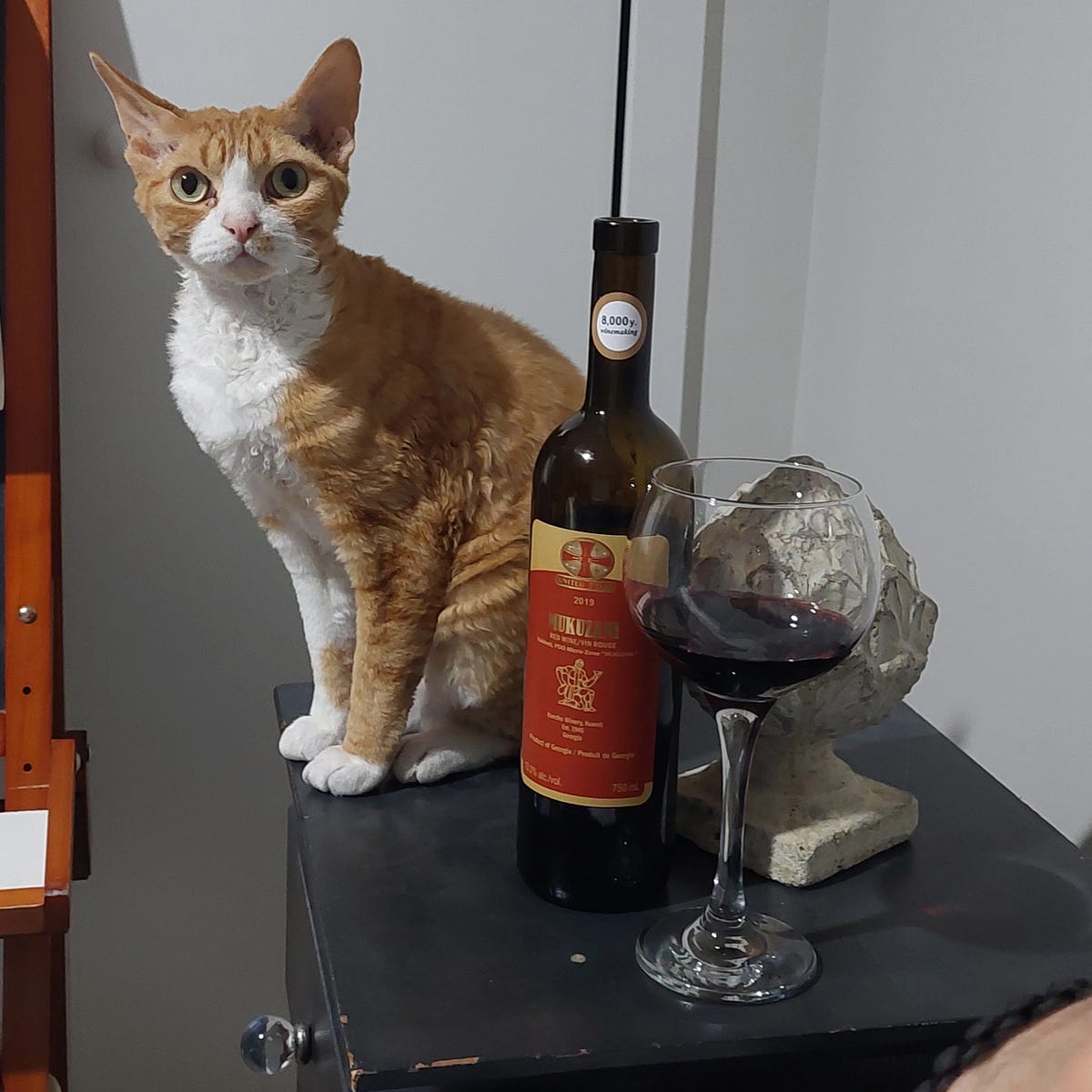 I Am Dexter the Cat and This is My LinkedIn Profile | by Patrick ...