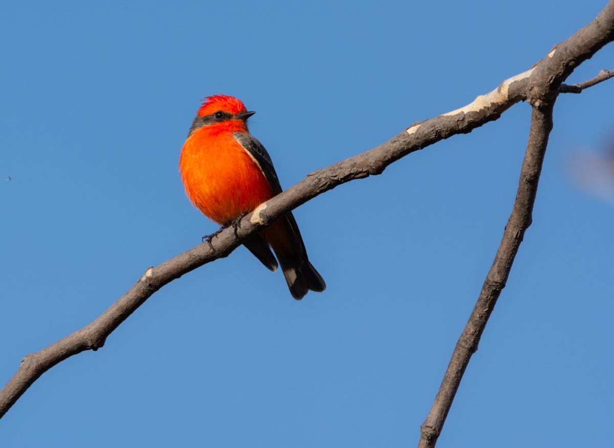 Vermilion Flycatcher: A Quest for the Perfect Photo | by Deborah ...