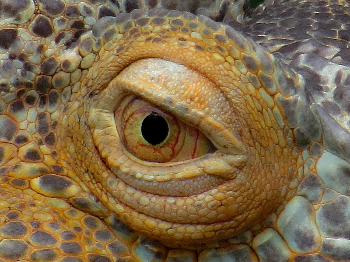 Tahj and the Dragon’s Gold. An adventure story for a seven-year-old ...