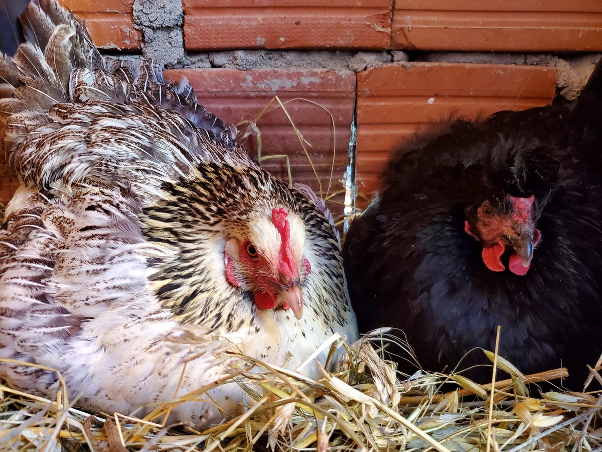 Weird Things You Didn’t Know About Chickens | by HF Sylaj | Dead or ...