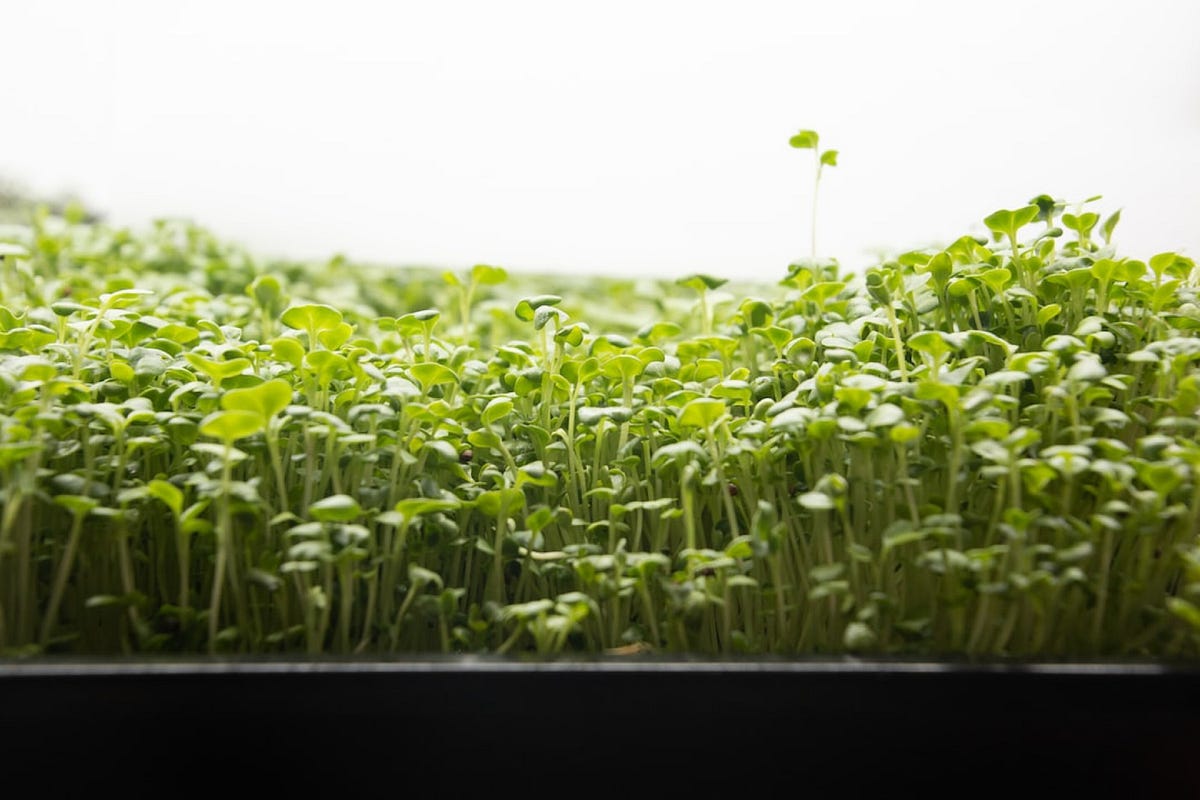 Broccoli Sprouts Powder Amazing Health Benefits Review | by Arkanartell ...