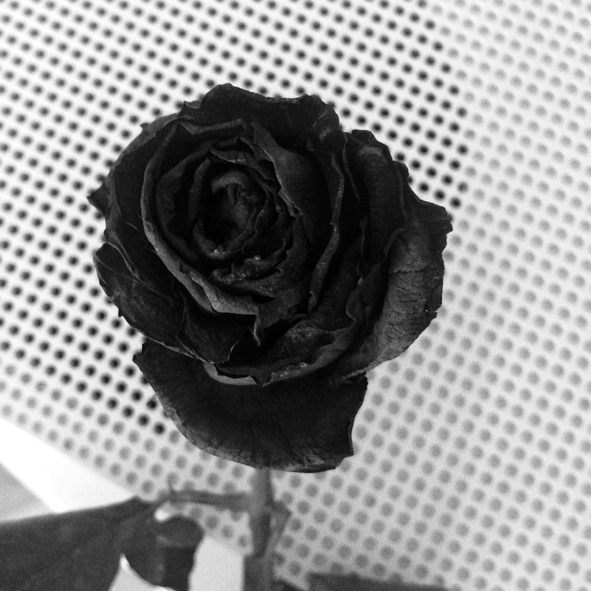 The Red Rose. A Poem | by Azul Fyre | Medium