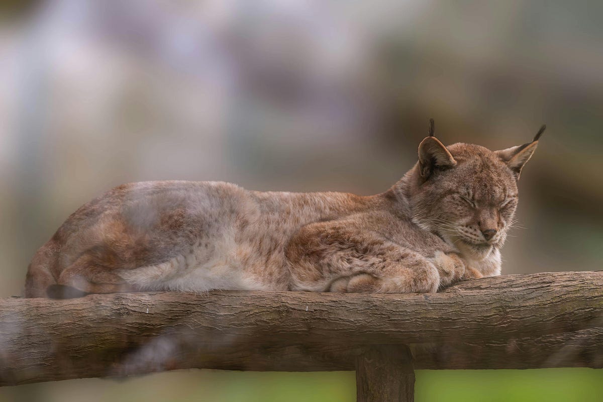 The 32-Day Challenge “Dawn Awakening” Day 5 | by bibt | Medium