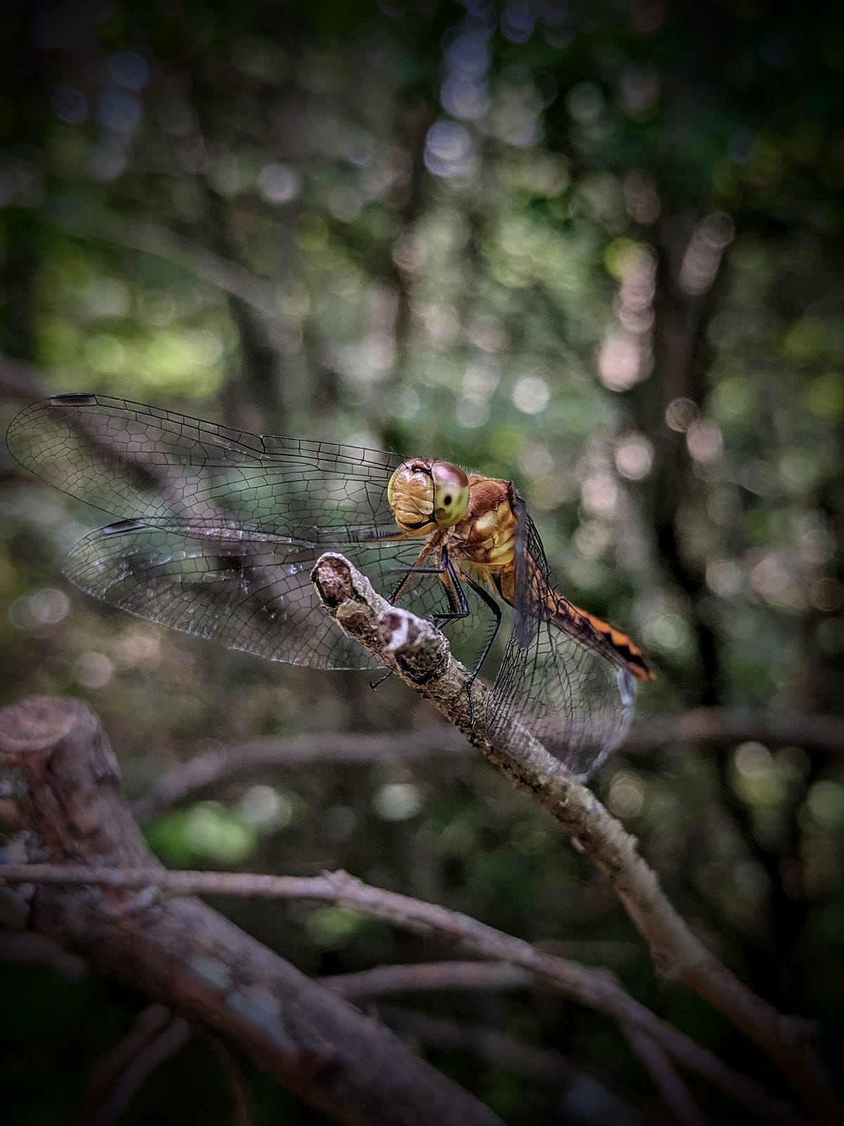 Poem — ‘Hello Mr. Dragonfly'. Photo credit: Michael F. Bowker | by ...