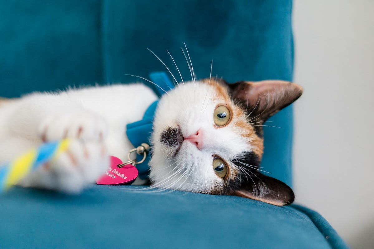 Your cat is a millennial and he literally can’t even | by Thryn ...