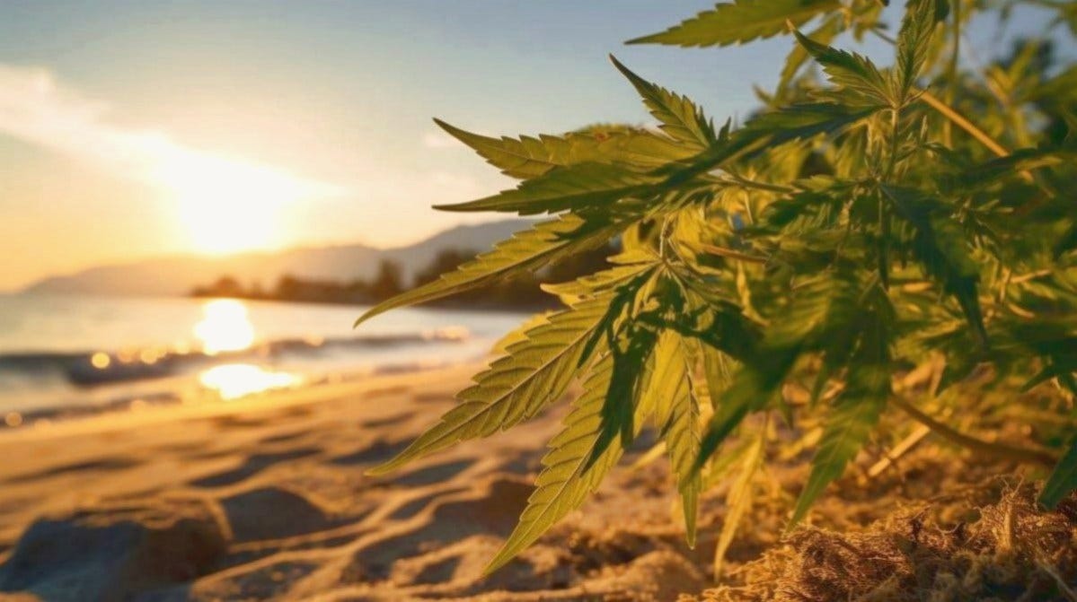 🌿 Tout ce que vous devez savoir sur le THCV : Avis, Forum et Boutiques en ligne | by THCV Achat ...