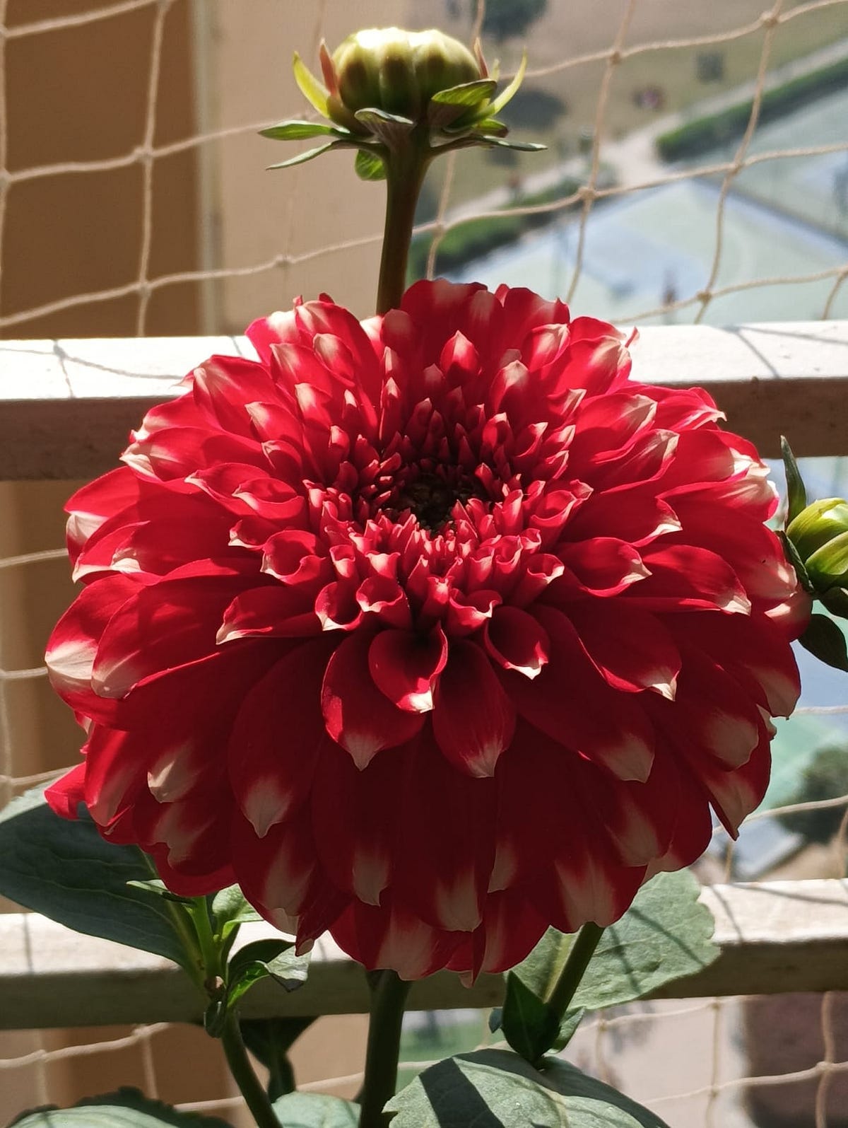Winter Blooms To Dispel The Gloom | by Indrani Deb Bhattacharya | Six ...
