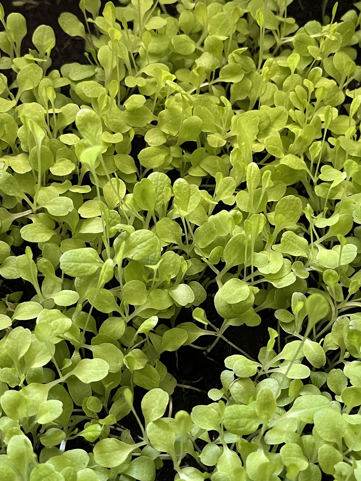 We grew vegetables from a machine dedicated to crypto mining! How did ...