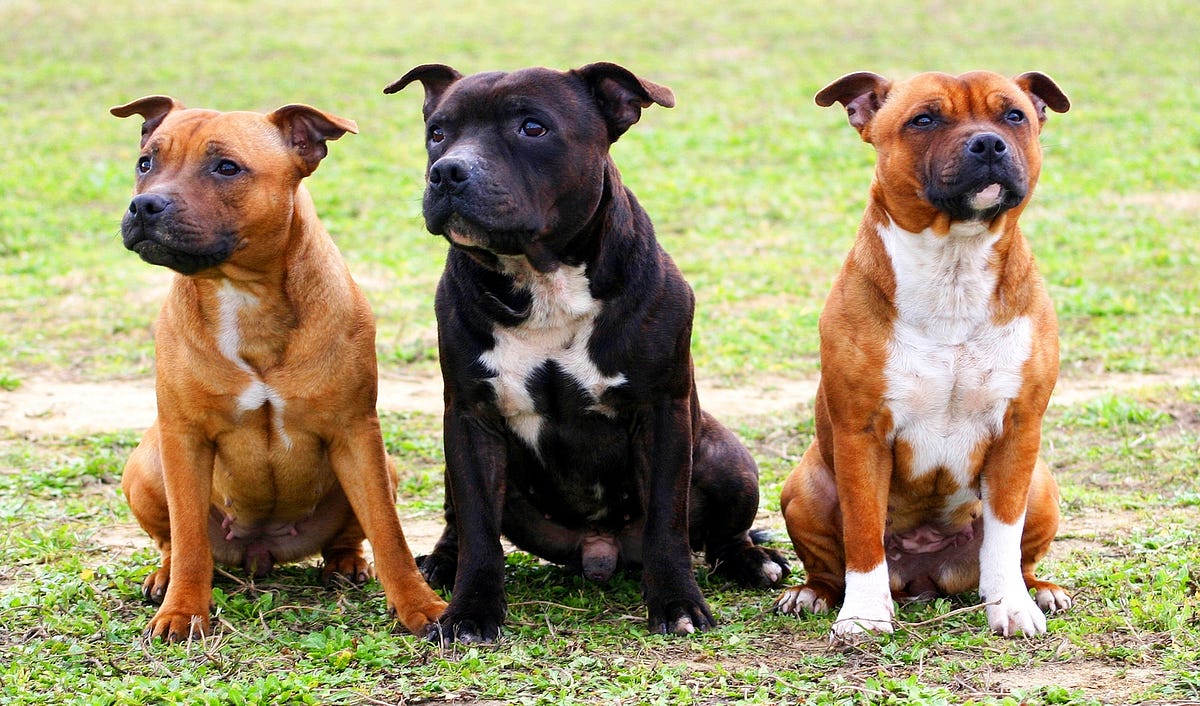 The Differences Between a Staffy, Rottweiler, and Pitbull (American ...
