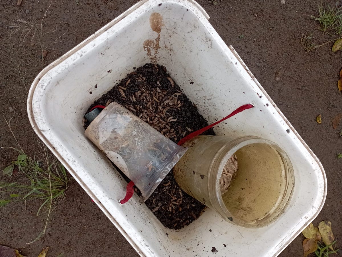 Utilising Maggots to Manage Organic and Inorganic Waste | by Community ...