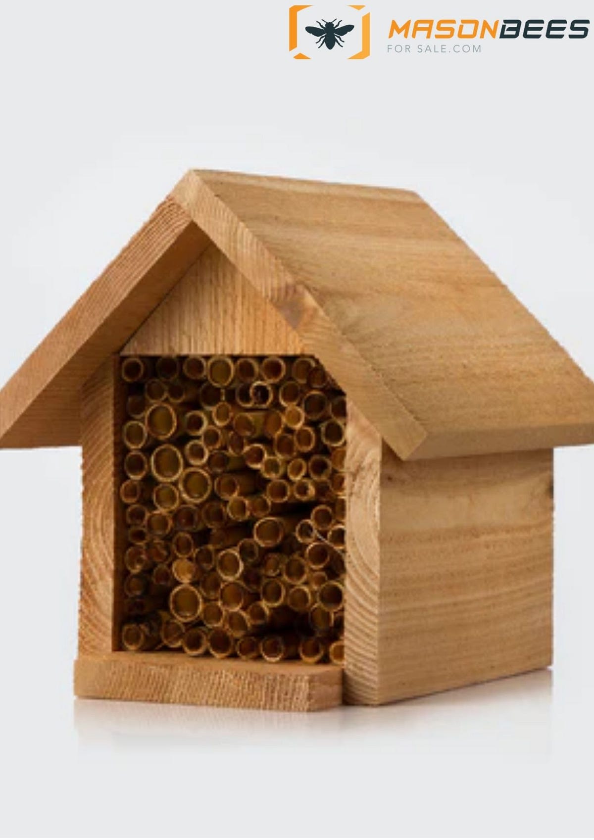 Buzzing Gardens: Unveiling the Secret to Enhanced Pollination with Bee ...